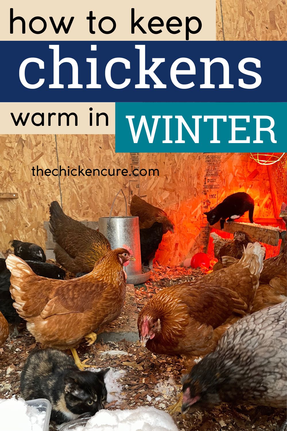 How to Keep Your Coop Warm in Extremely Cold Temperatures - The Chicken ...