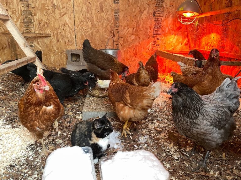 How to Keep Your Coop Warm in Extremely Cold Temperatures - The Chicken ...